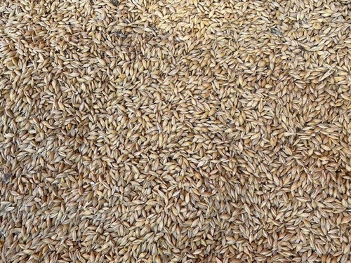 Braugerste direkt vom Bauern Gerste 25 kg zur Brau Malzherstellung Bier ...