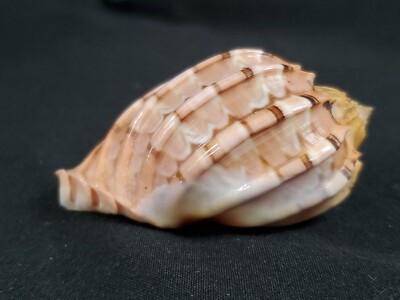 Harpa Conoidalis Lamarc, 1822 HAWAII 61.2mm VERY RARE SHELL | eBay