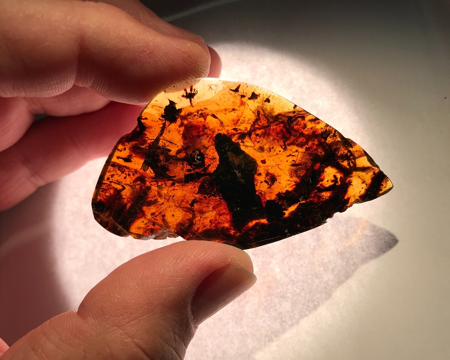 A101 BU880 Uber Rare NanoRaptor** in authentic Burmese amber Burmite ...