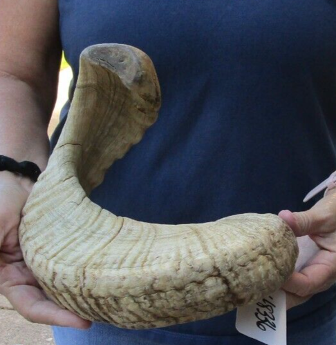 28 inch Sheep horn for horn carving taxidermy to make shofar #48336 | eBay