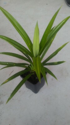 Pandan Plants Live Pandan - Live Plant, Florida Fresh, Pandanus ...