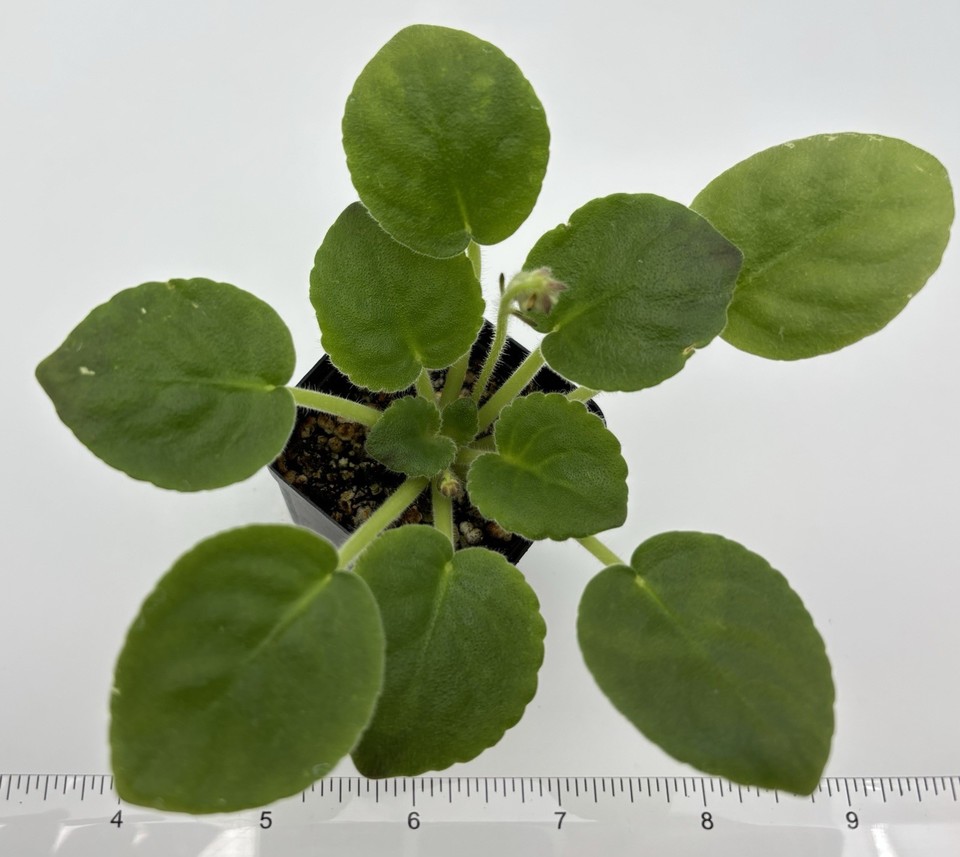 African Violet Chimera Starter Plant Uchu Reverse Purple White | eBay