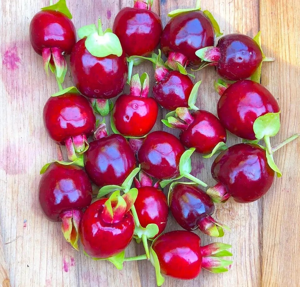 Cherry Rio Grande Tree (Eugenia Involucrata) – Sweet & Juicy Fruit, 10 ...