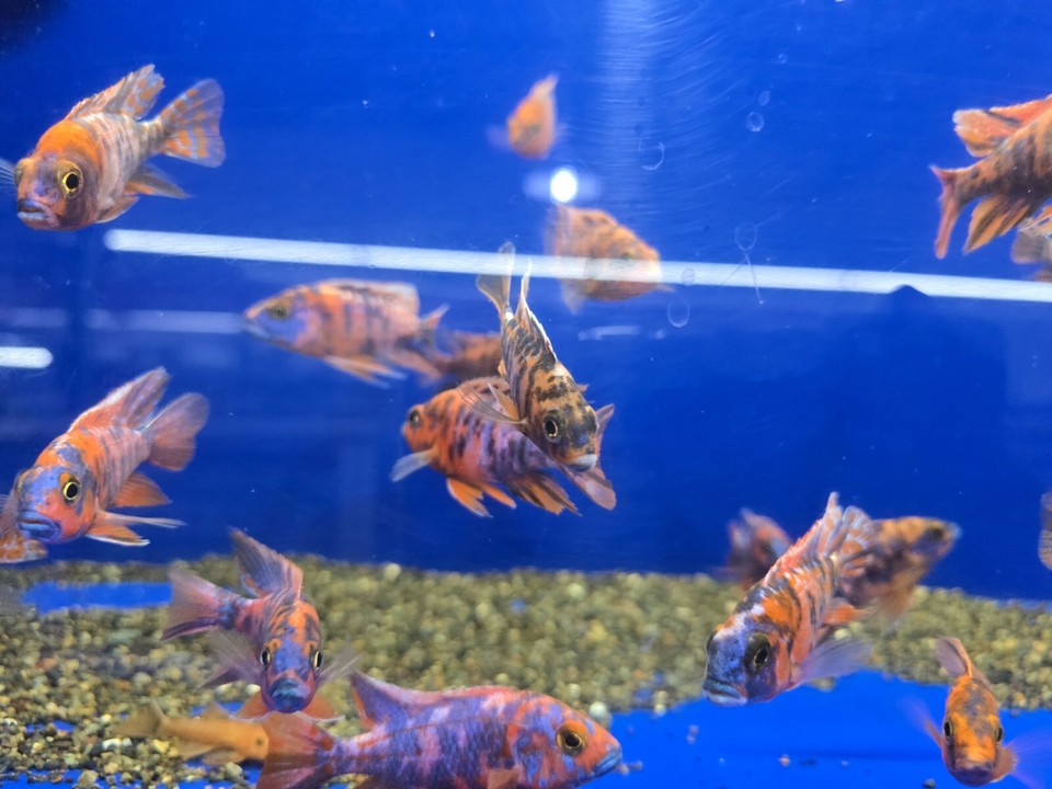 LIVE SUPER RED OB PEACOCK AFRICAN CICHLID 2.5"-3" UNSEXED (combined ...