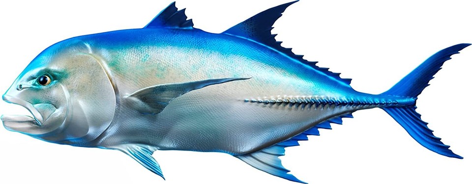 Giant Trevally Vinyl Sticker Fish Decals for Boat Car Vehicle Truck ...