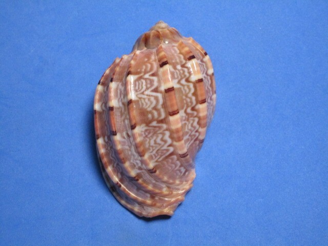 Harpa conoidalis (Lamarck,1822) "INDONESIA VARIANT" (67.5mm) | eBay