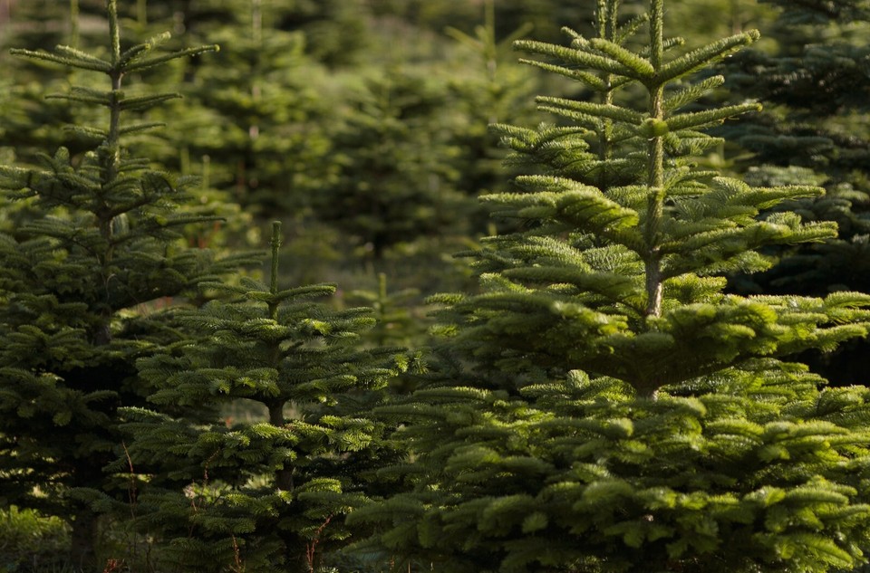 Abies procera, Noble Fir Trees- Potted 2 year | eBay