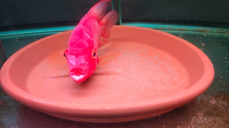 Female Super Vip Golden Base King Kamfa F1 Eggs & Fry Proven Flowehorn ...