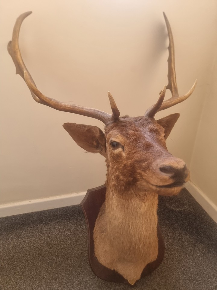 Fallow Deer Buck Taxidermy Shoulder Mount | eBay UK