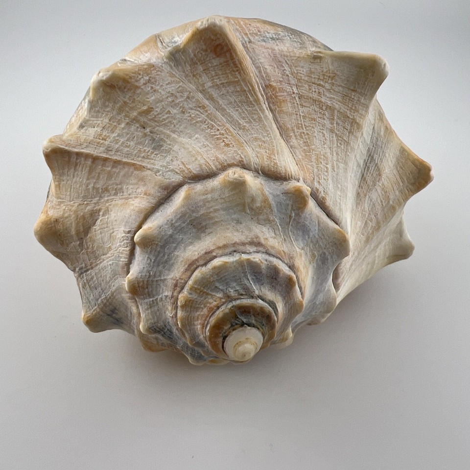 Large Lightning Whelk Conch Sea Shell Thick Pink Nautical Beach Decor 8 ...