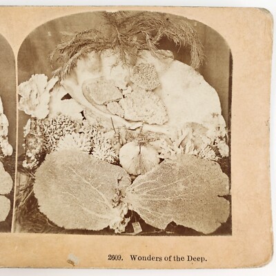 Sea Life Still Life Stereoview c1890 Kilburn Coral Seaweed Ocean Photo ...