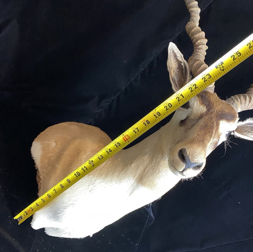 Male Blackbuck Antelope or Antilope Cervicapra Shoulder Mount Taxidermy ...