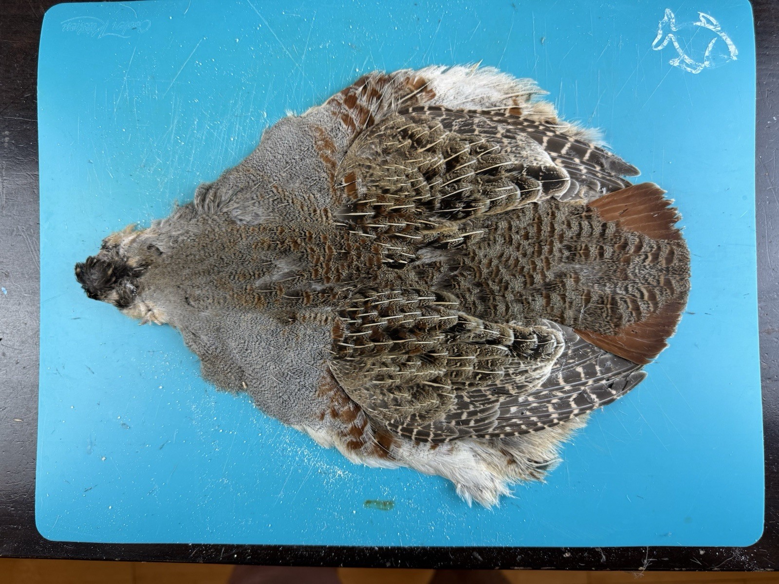 Hungarian Partridge Skin Feathers Fly Tying #2 Grade Trout Salmon Pelt ...