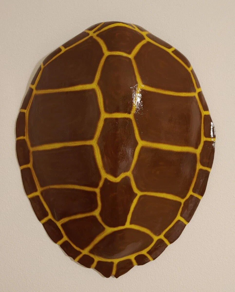 Green Sea Turtle Shell