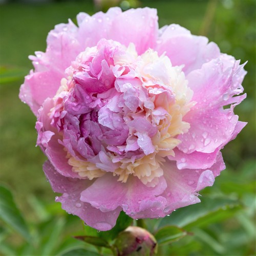 Easy to Grow Peony Raspberry Sundae Plant Division Fragrant Spring ...