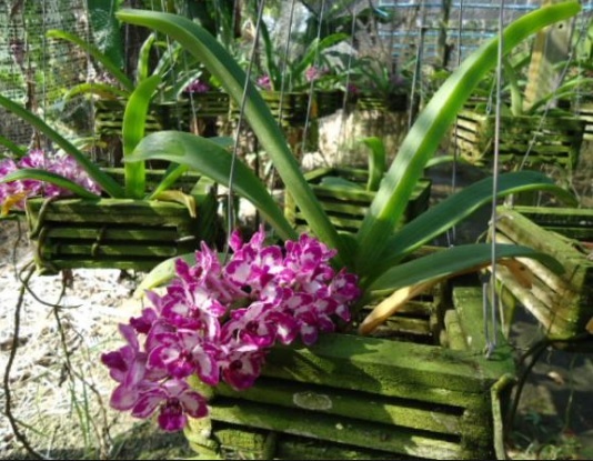 7 inch Square Teak Orchid Basket/Vanda Pot Wooden Wood Baskets Slat ...
