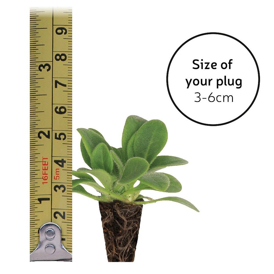 Primrose Plugs Garden Plants 'Husky Raspberry Punch' 24 or 48 or 72 ...