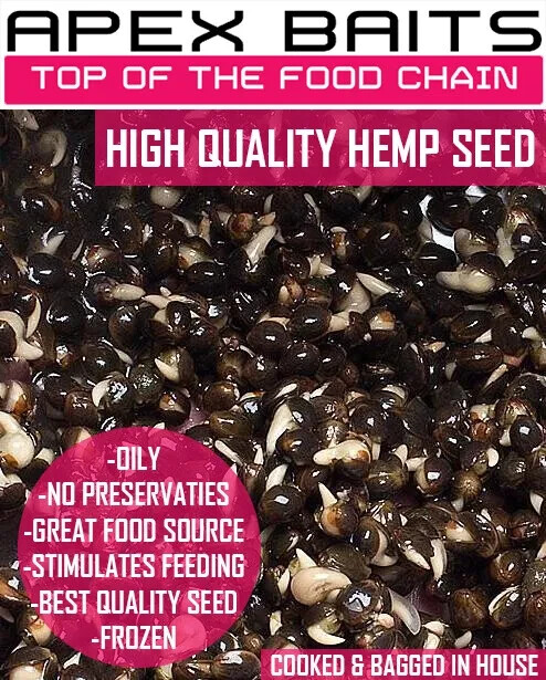 Cooked Oily Hemp Seed - High Quality, Carp, Fishing, Particle, Prepared ...