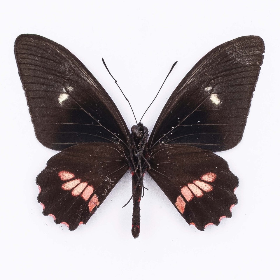 Parides Panares Lyximenes ♂ Costa Rica - Papilionidae Entomology ...