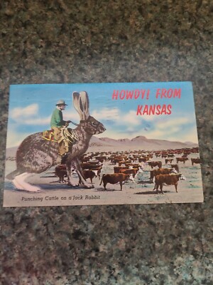 Howdy From KS, Punching Cattle On Jack Rabbit, Kansas Postcard | eBay