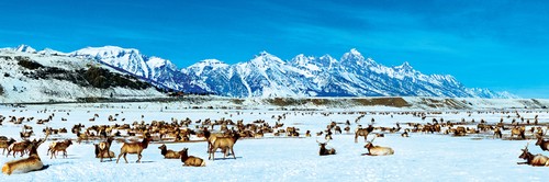 MasterPieces Elk Refuge 1000 Piece Jigsaw Puzzle By James Blakeway ...