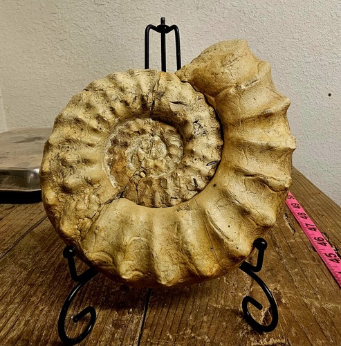 Texas Cretaceous Fossil Mortoniceras Ammonite, Exquisite Detail, 8", 3. ...