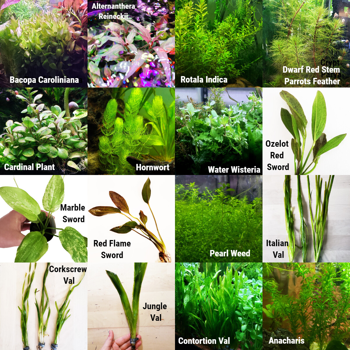 Live Aquarium Plants For Beginners