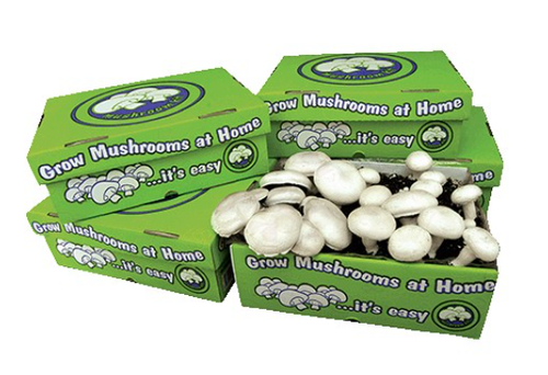 Mushroom Grow White Button Kit Oyster Bag Block Mushrooms Ready Spawn ...