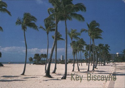 Key Biscayne,Florida-Palm Trees on Crandon Park Beach,FL Teich D. Noble ...