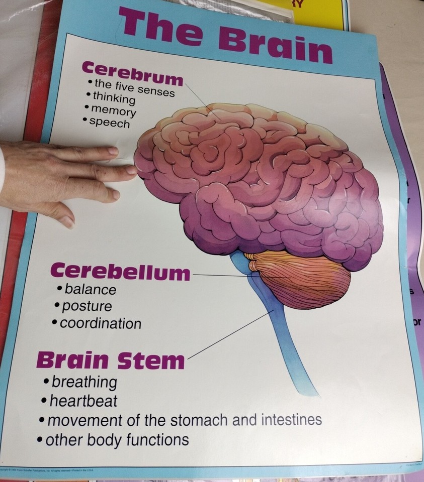 Vtg Human Body Learning Charts Lot of 10, Anatomy, Trend Enterprises ...