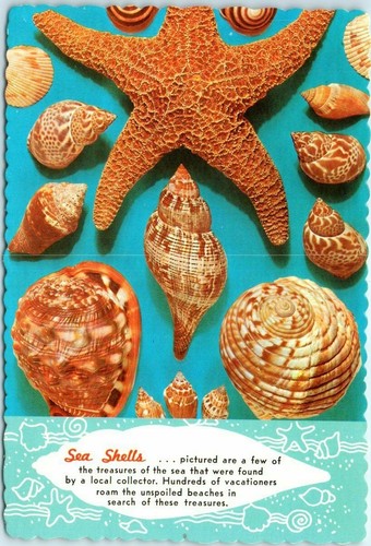 Postcard - Sea Shells - Treasures of the Sea | eBay