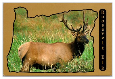 Vintage 1990s Oregon Roosevelt Elk Oregon State Postcard Unposted