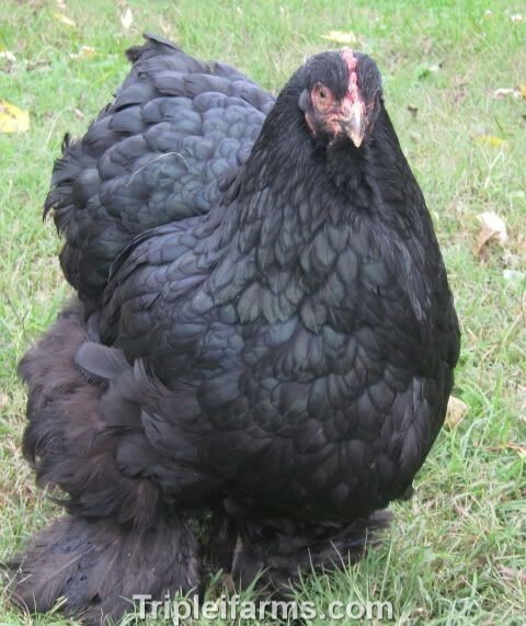 12+ ~GIANT LARGE FOWL~ COCHIN COLOR ASSORTMENT ~ Fertile Chicken ...