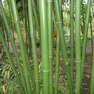 Red Margin Bamboo, 12-24" Live Plant Giant Timber - Phyllostachys ...