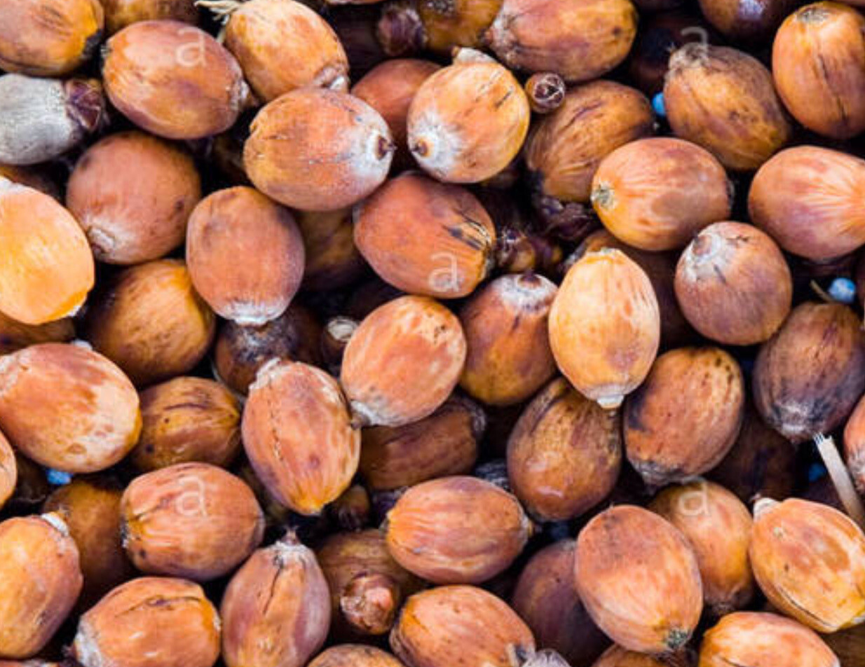 Queen Palm Tree Fruit