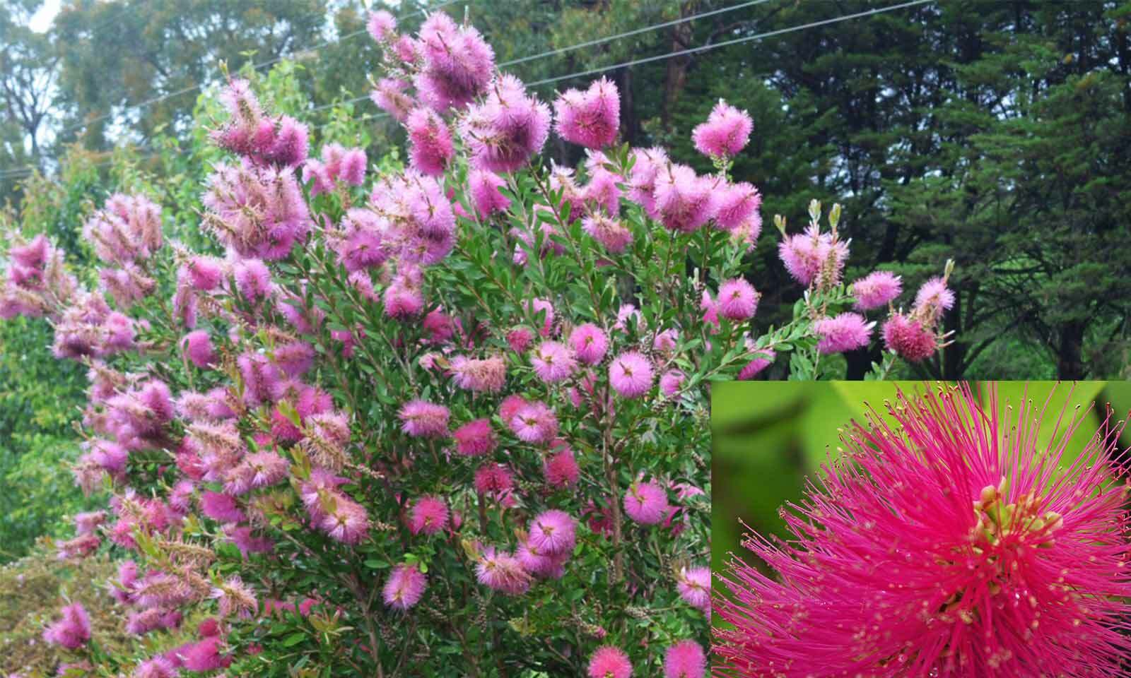 Rare Hot Pink Callistemon 'Bottlebrush' hardy evergreen shrub tree in ...