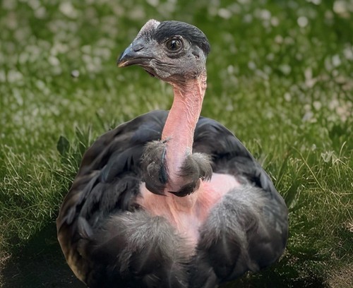 Half Turkey/Half Chicken? Rare 8+ Turken/ Transylvanian Naked Neck ...