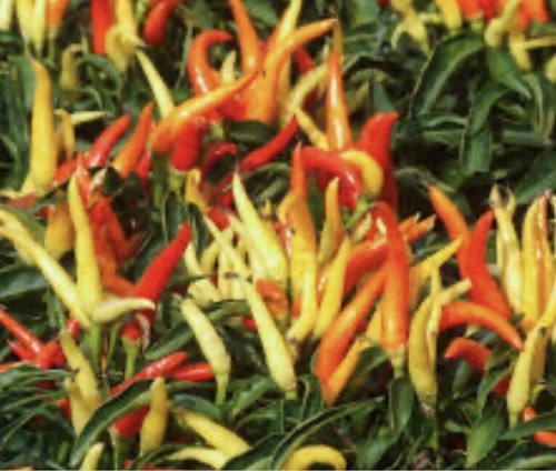 Chilli (Fire and Ice) 150+ Seeds (Capcicum Annuum) Instructions ...