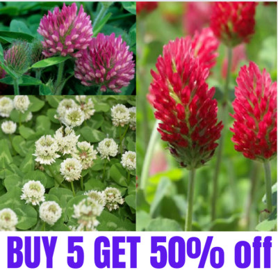 Clover Seeds Mix and Match 4 TYPES OF CLOVER | RED WHITE CRIMSON MICRO ...