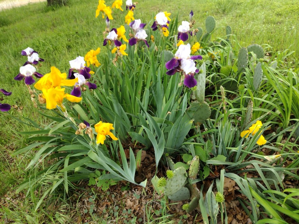 10 Iris Fresh Bearded Iris Rhizomes Mixed Varieties | eBay