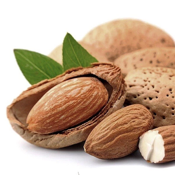 Almond Nut Tree