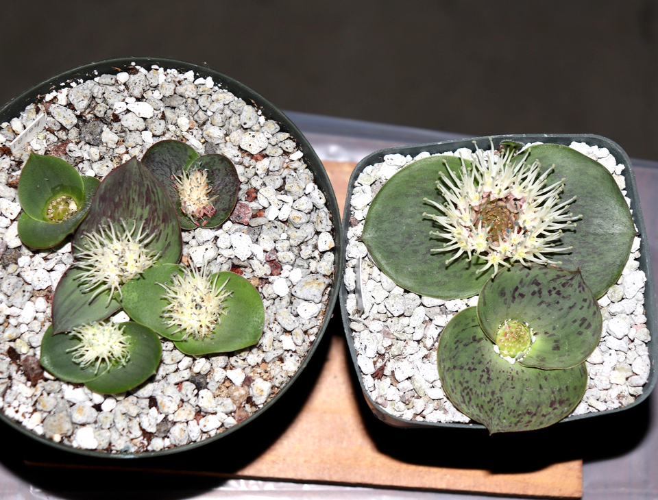 Massonia pseudoechinata PAIR special large form | eBay