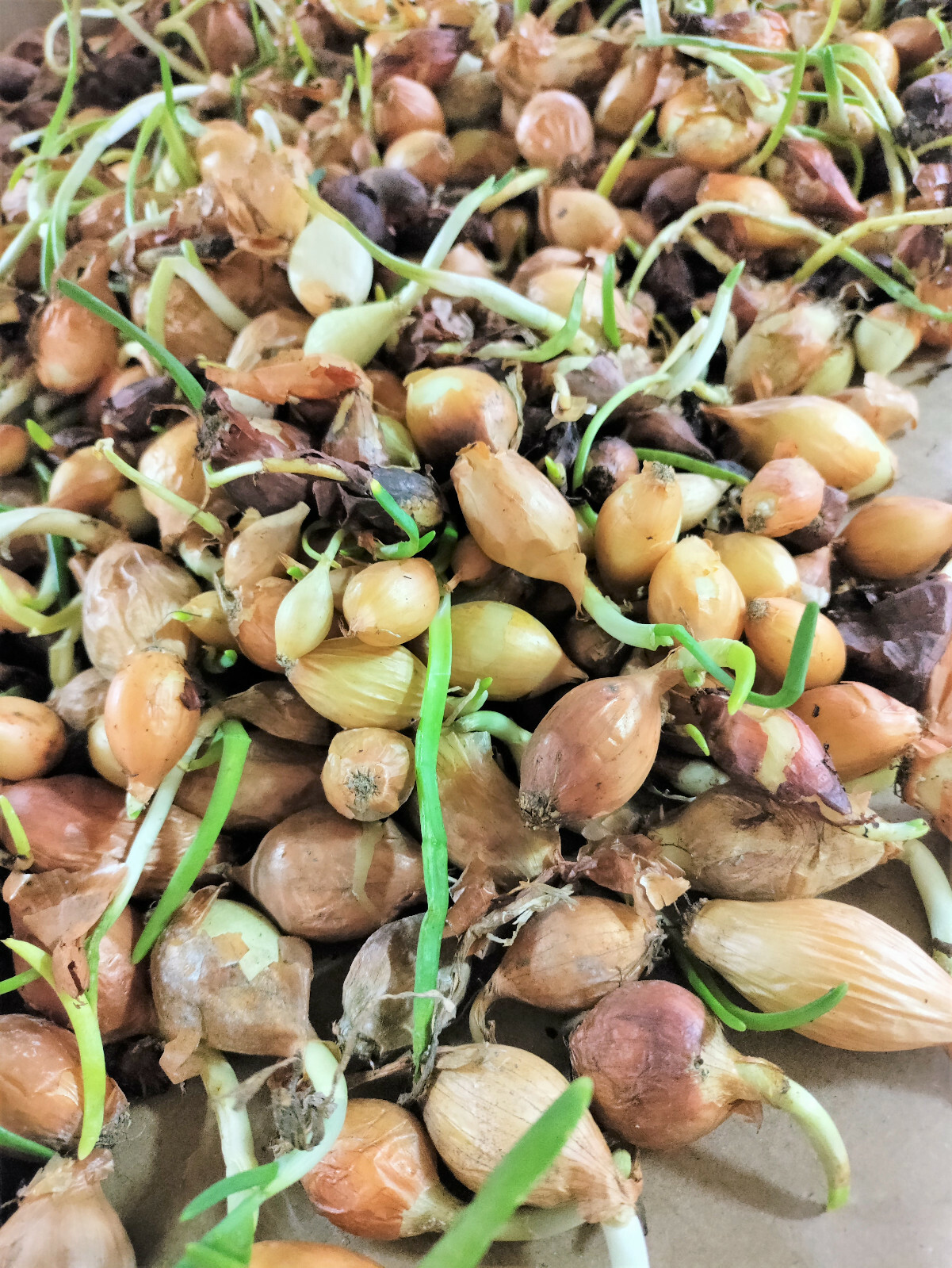 Super Sweet Candy Onion Sets (Bulbs) | Vidalia Yellow Granex 2025 Fast ...