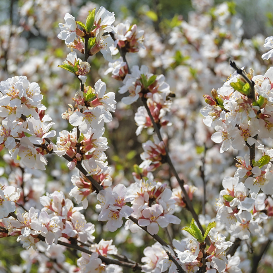Nanking Cherry Bush - USA. Bareroot Tree Seedling Plant | eBay