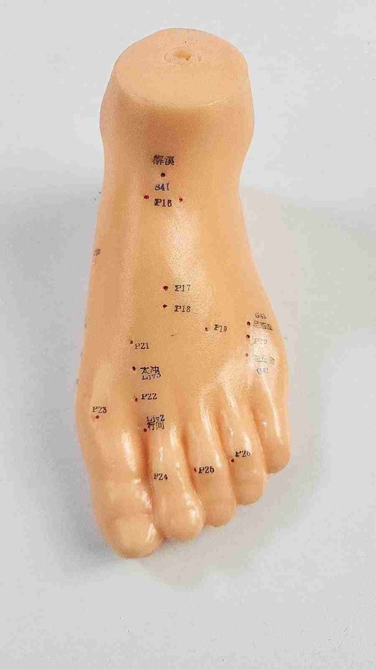 Acupuncture Foot Model - Reflexology Teaching Aid - Meridians ...