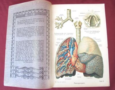 Other - Antique Anatomy Book