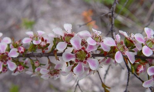 Leptospermum liversidgei - Mozzieblocker Tea Tree - 200 Seeds | eBay ...