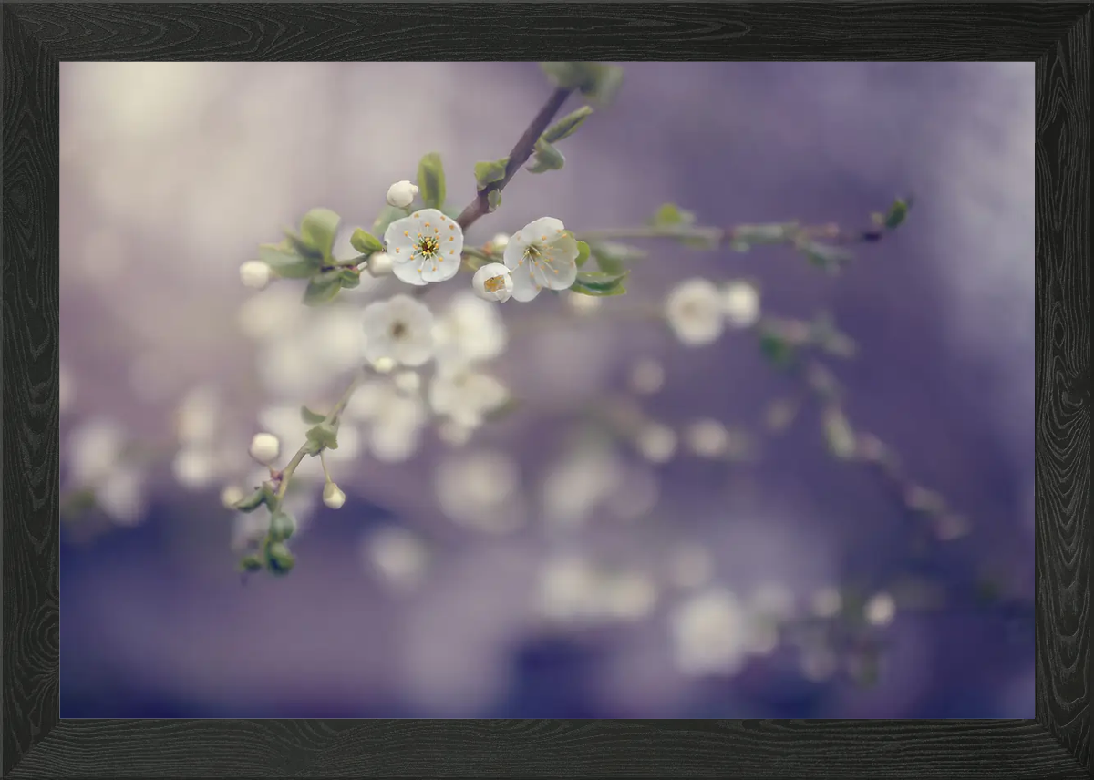 Spring trees, white flower Framed Wall Art Poster Canvas Print Picture ...