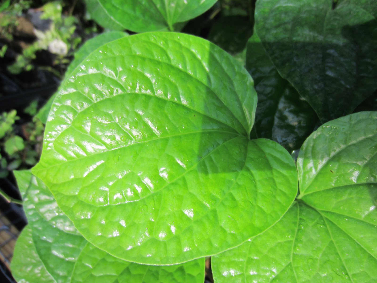 1 Large Plant with 4 to 5 Stems 16" Vietnamese Lalot Piper Lolot ...