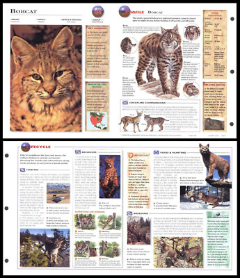 Fold-Out Sheet - Bobcat - 155 | eBay